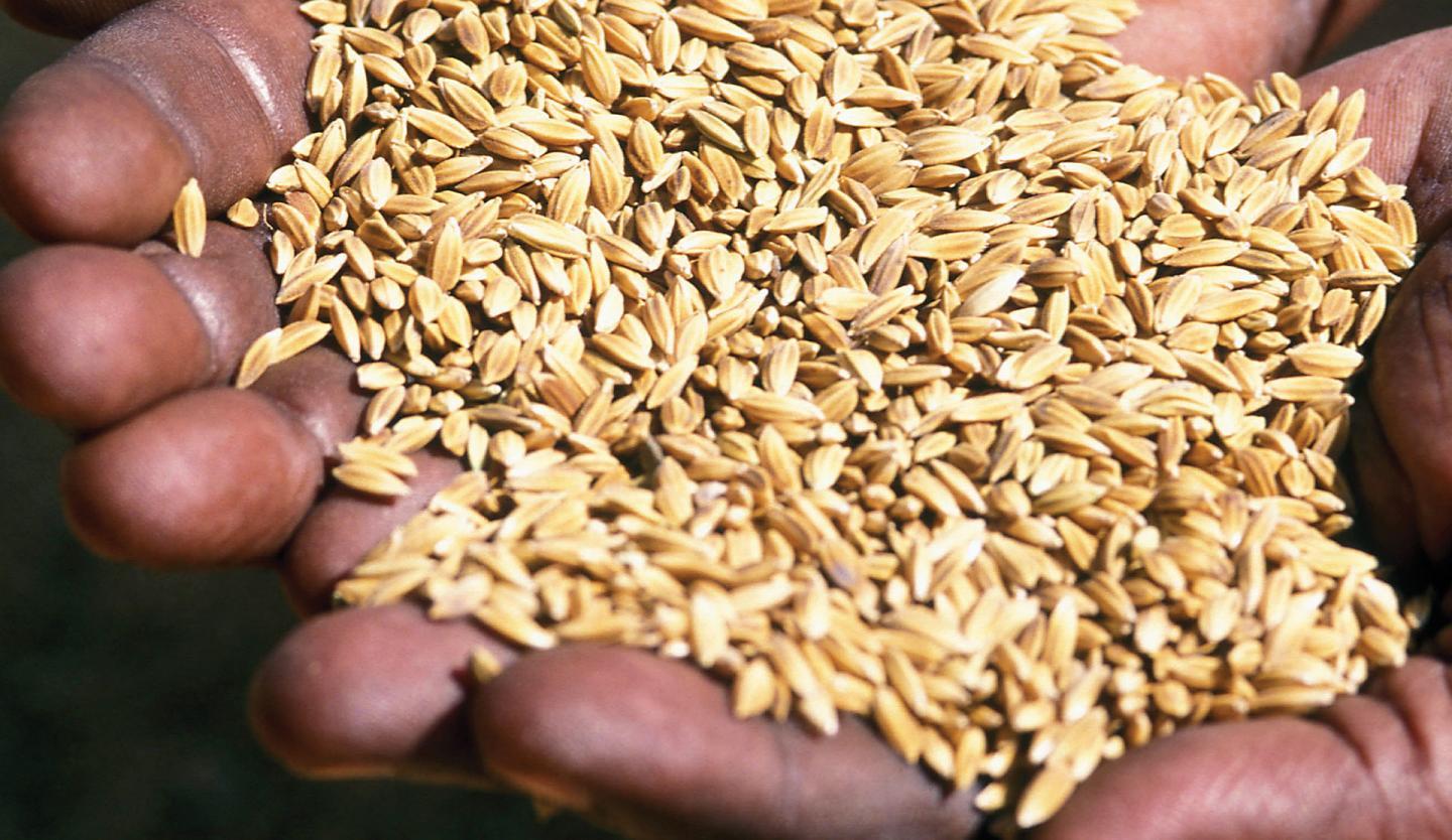 Just Launched: The Shared Action Framework for Resilient Seed Systems ...