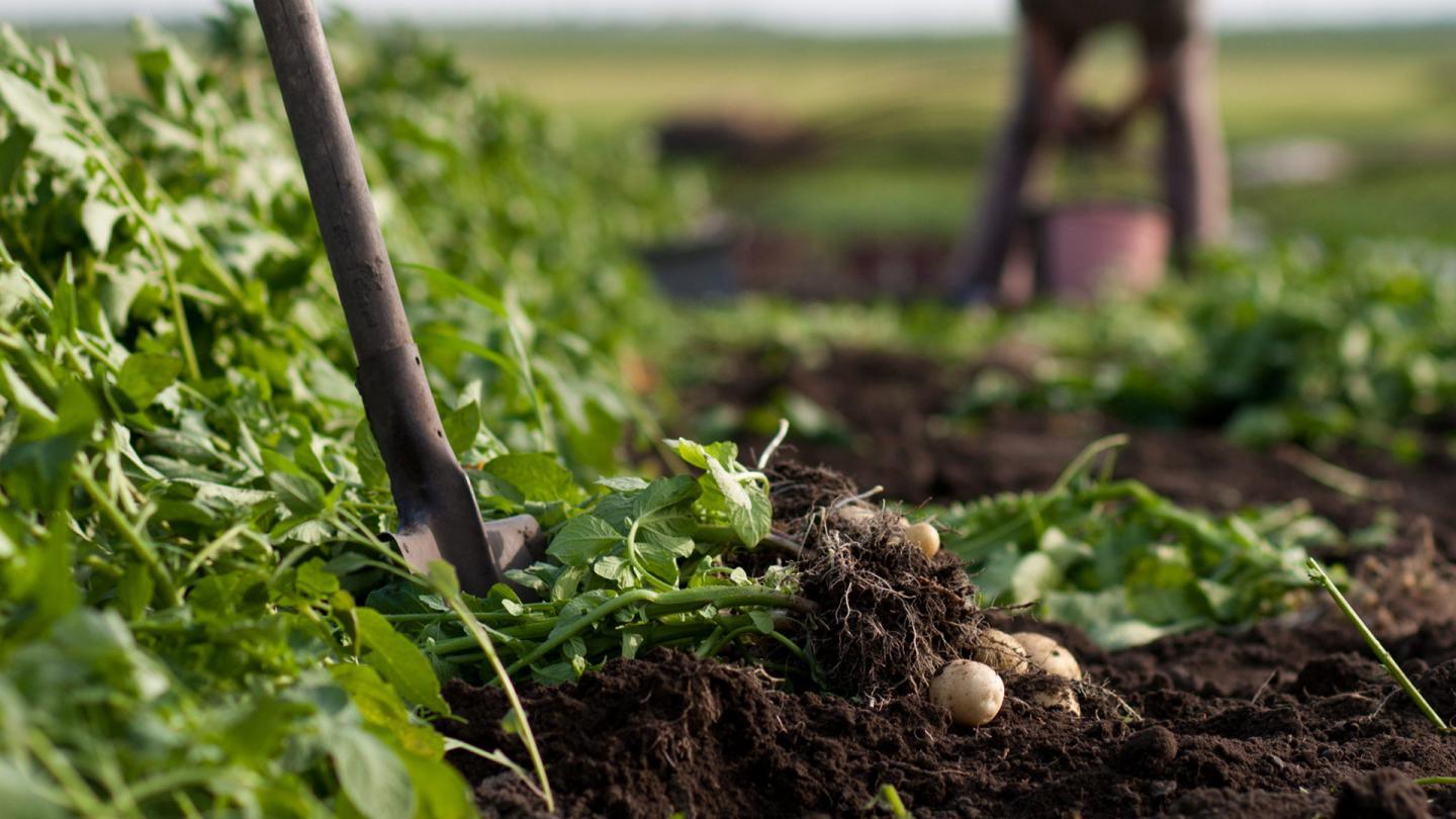 Organic can be a Solution to Achieving the Sustainable Development ...